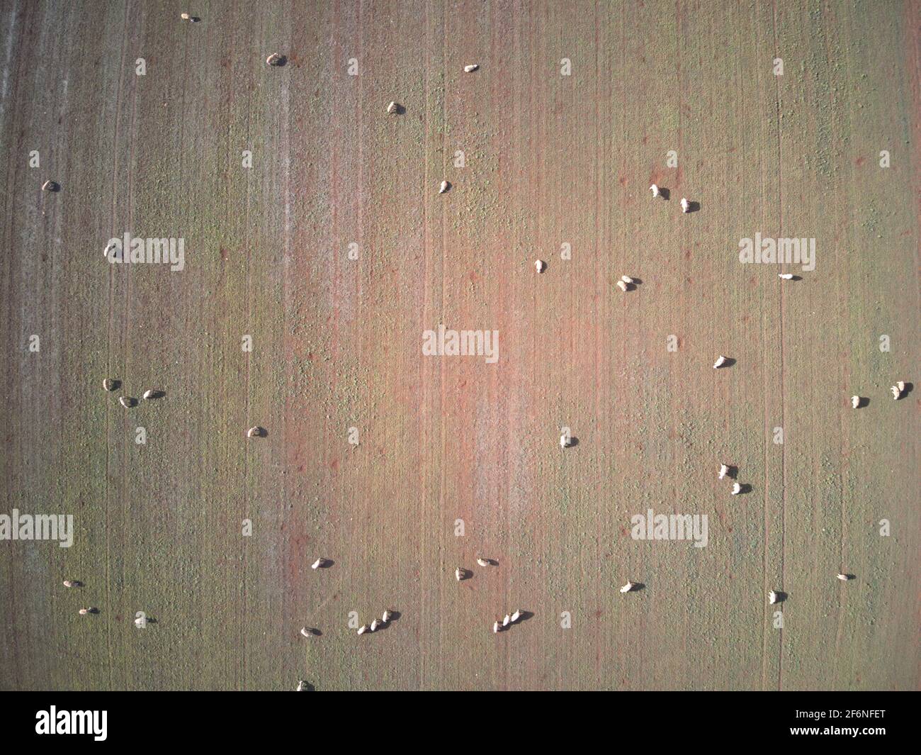 Aerial sheep farm Australia showing sheep grazing in a field landscape ...