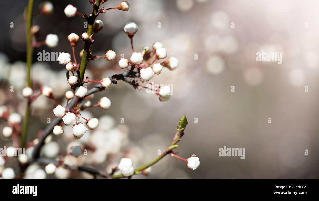 Beautiful apricot flowers landscape. Floral spring abstract background ...
