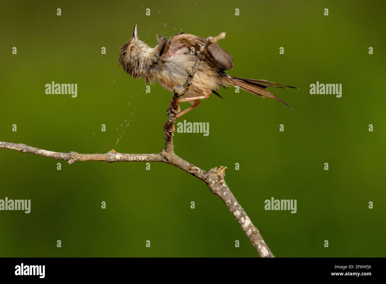 Female House Sparrow (Passer domesticus biblicus) perched on a branch ...