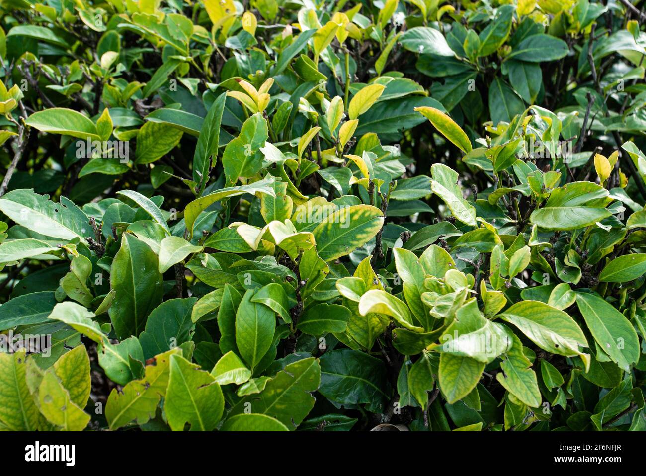 Hedge leaves texture detail in nature in spring Stock Photo - Alamy