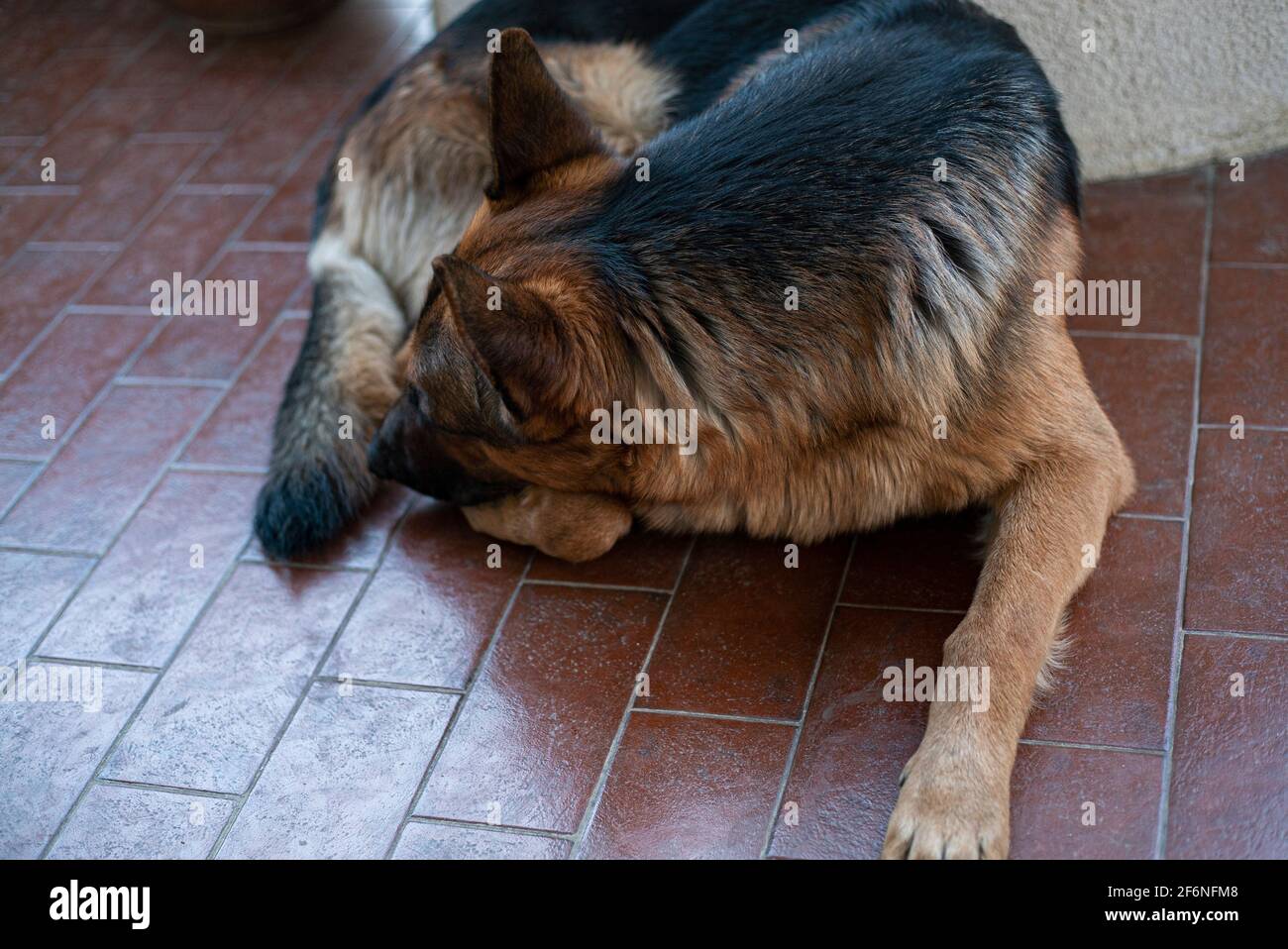 Detail of Dog rest on the floor Stock Photo - Alamy