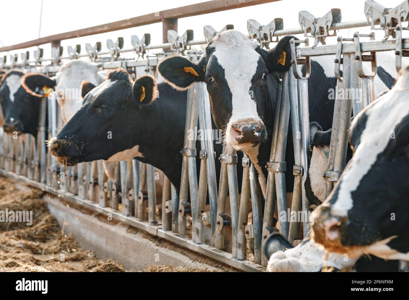 Black and white spotty cows on a farm Stock Photo - Alamy