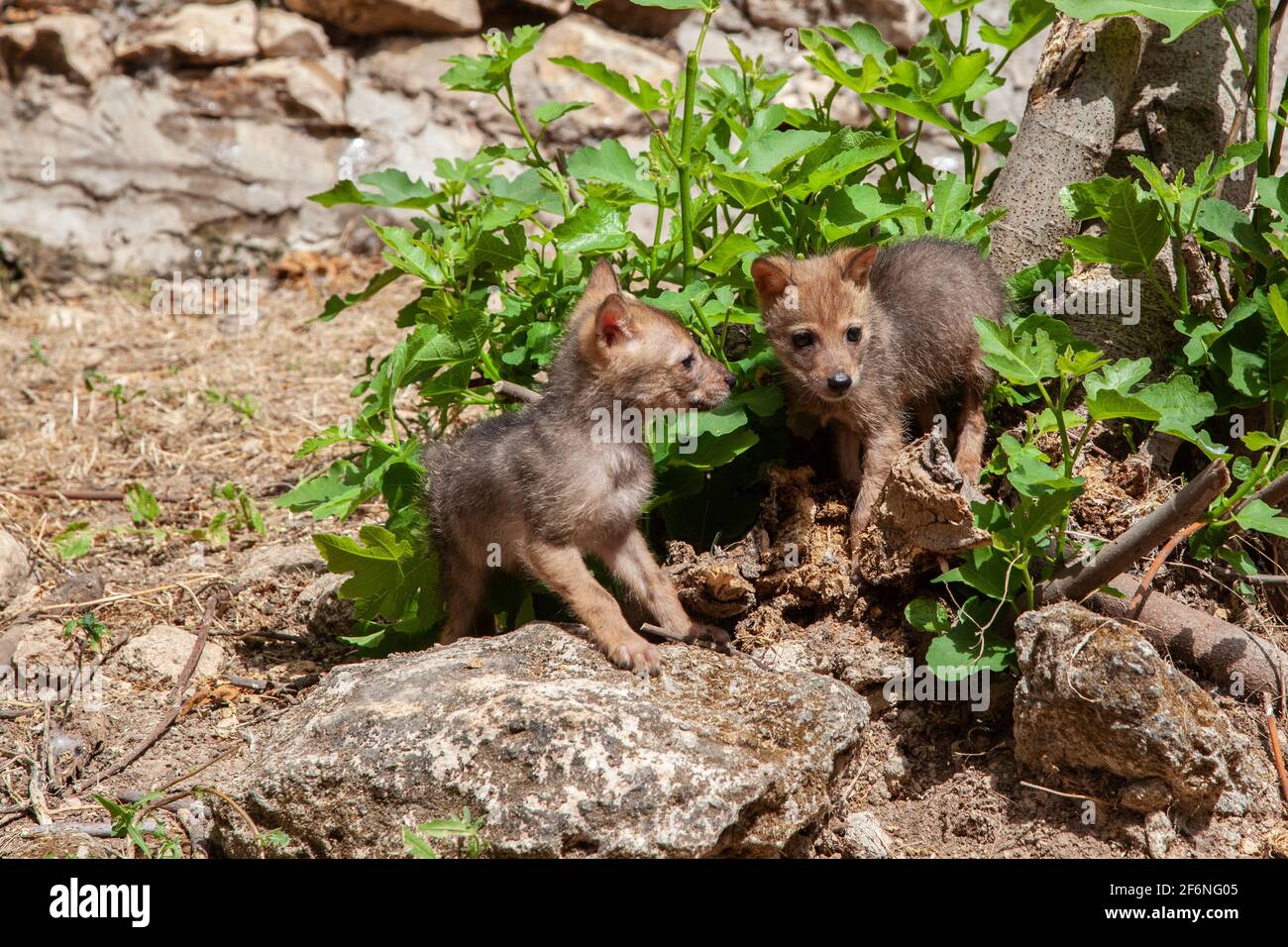 Jackal israel hi-res stock photography and images - Alamy