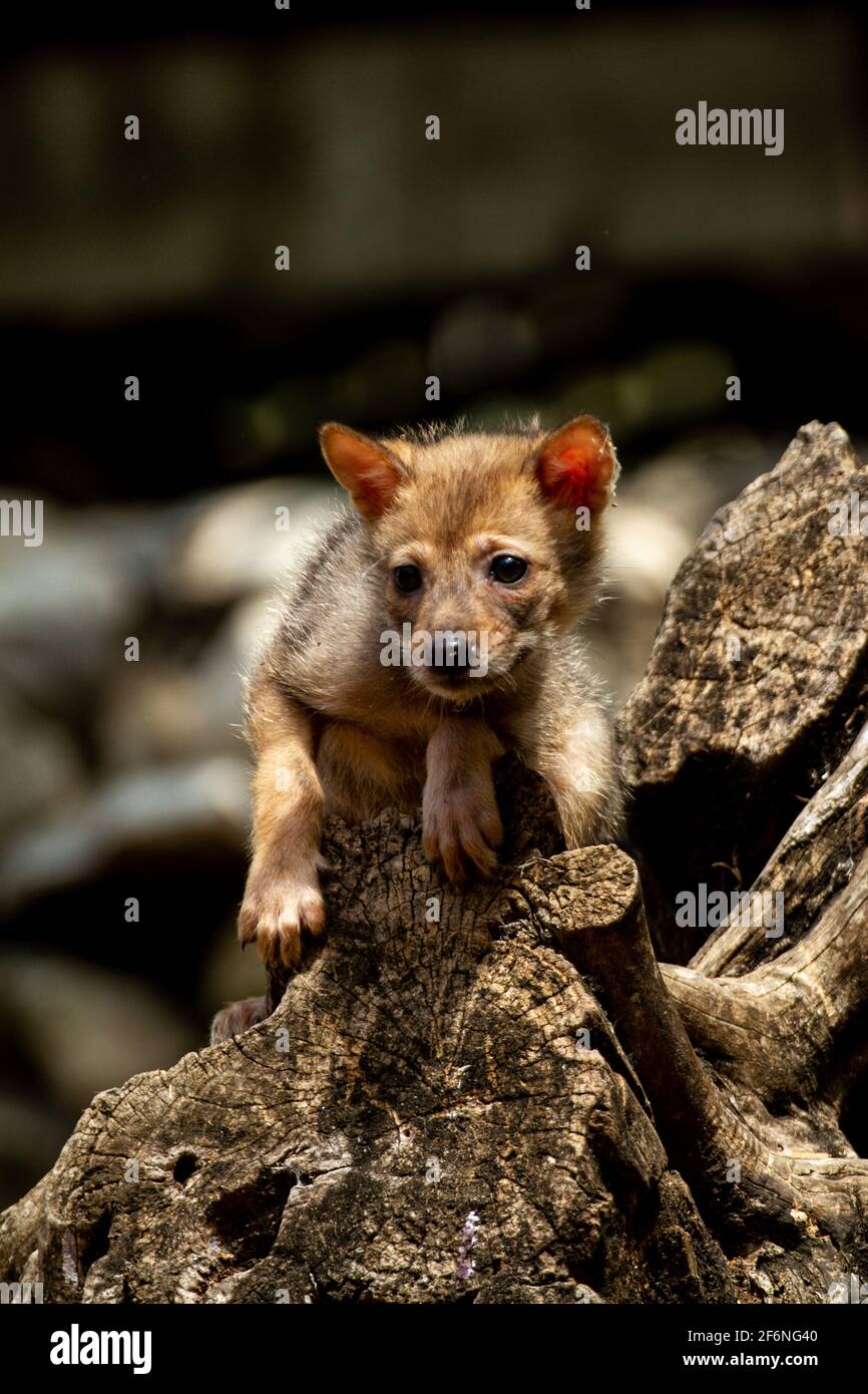 Jackal israel hi-res stock photography and images - Alamy