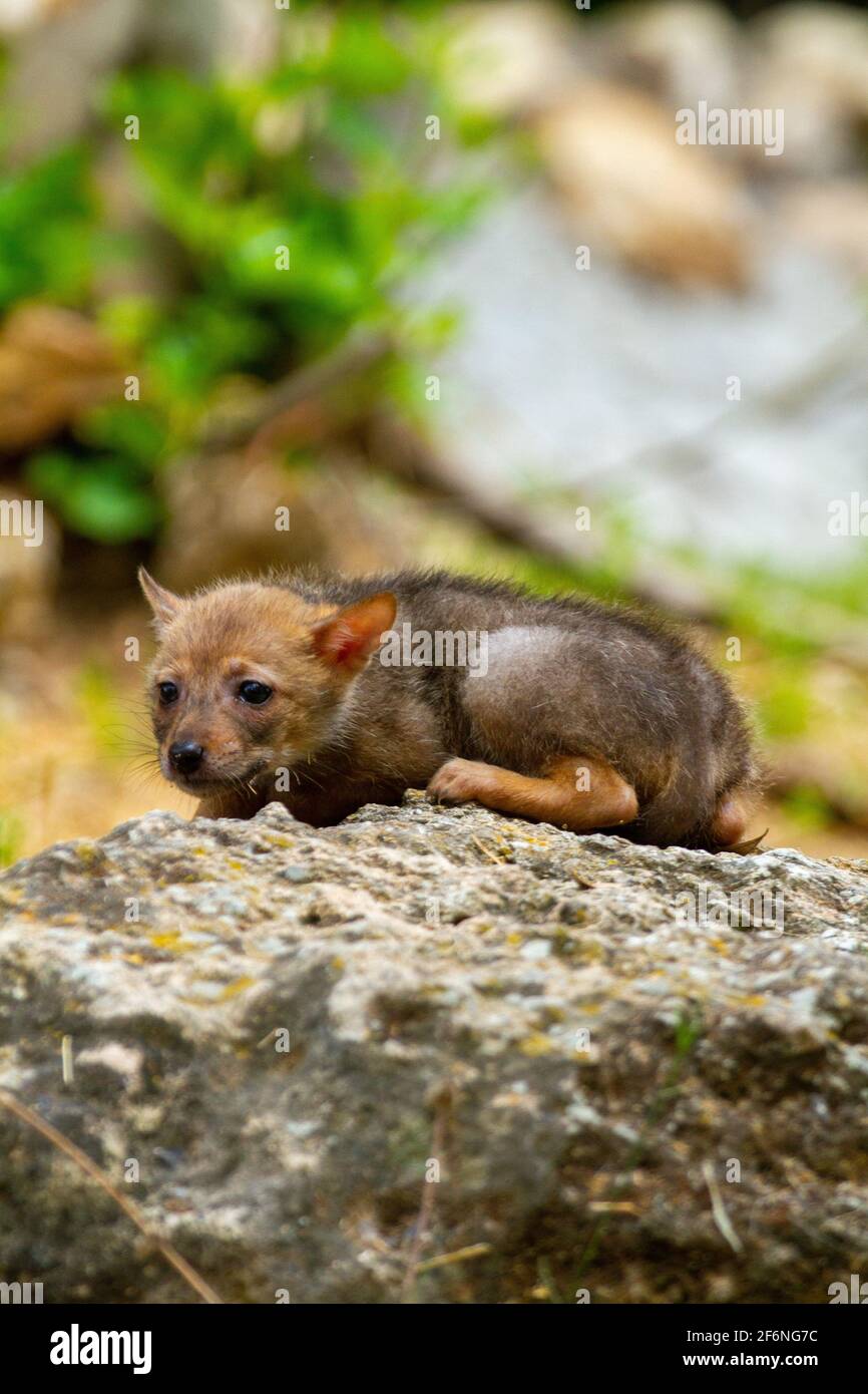 Curious Cubs of a Golden Jackal (Canis aureus), also called the Asiatic ...