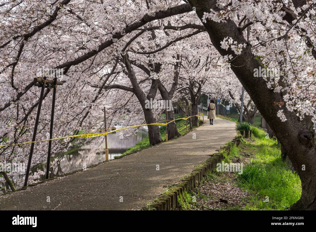 A woman walking along a path through the cherry blossom on a sunny ...