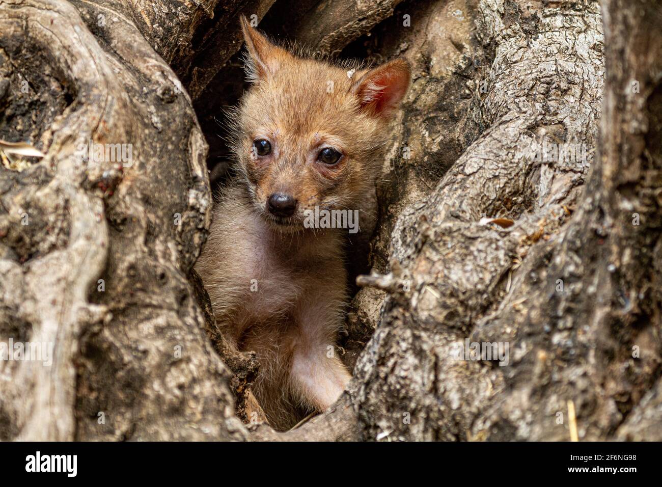 Curious Cubs of a Golden Jackal (Canis aureus), also called the Asiatic ...