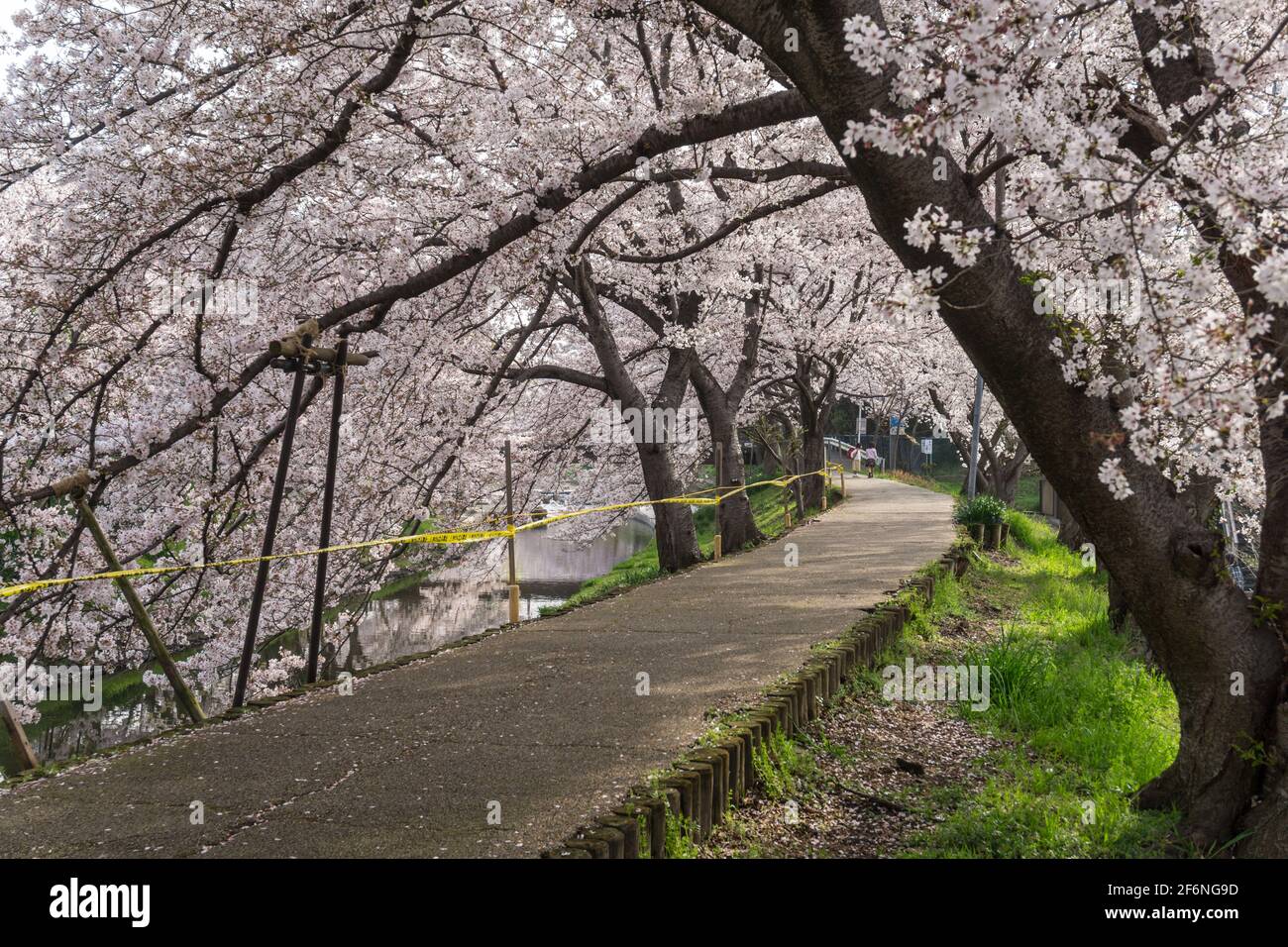 Ohanami blossom hi-res stock photography and images - Alamy