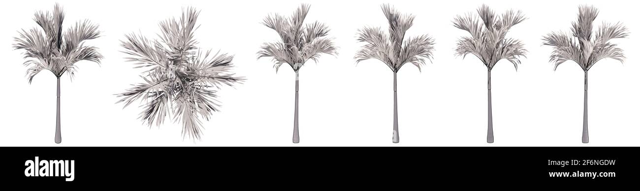 Set or collection of drawings of Palm trees isolated on white ...