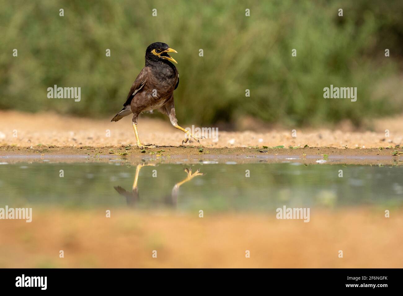 Worst invasive species hi-res stock photography and images - Alamy