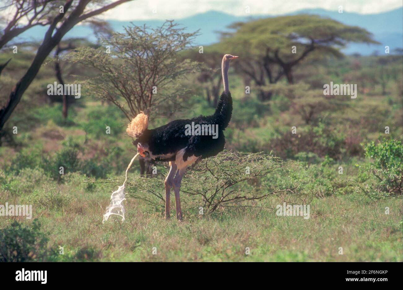 Urinating Somali ostrich. The Somali ostrich (Struthio molybdophanes ...