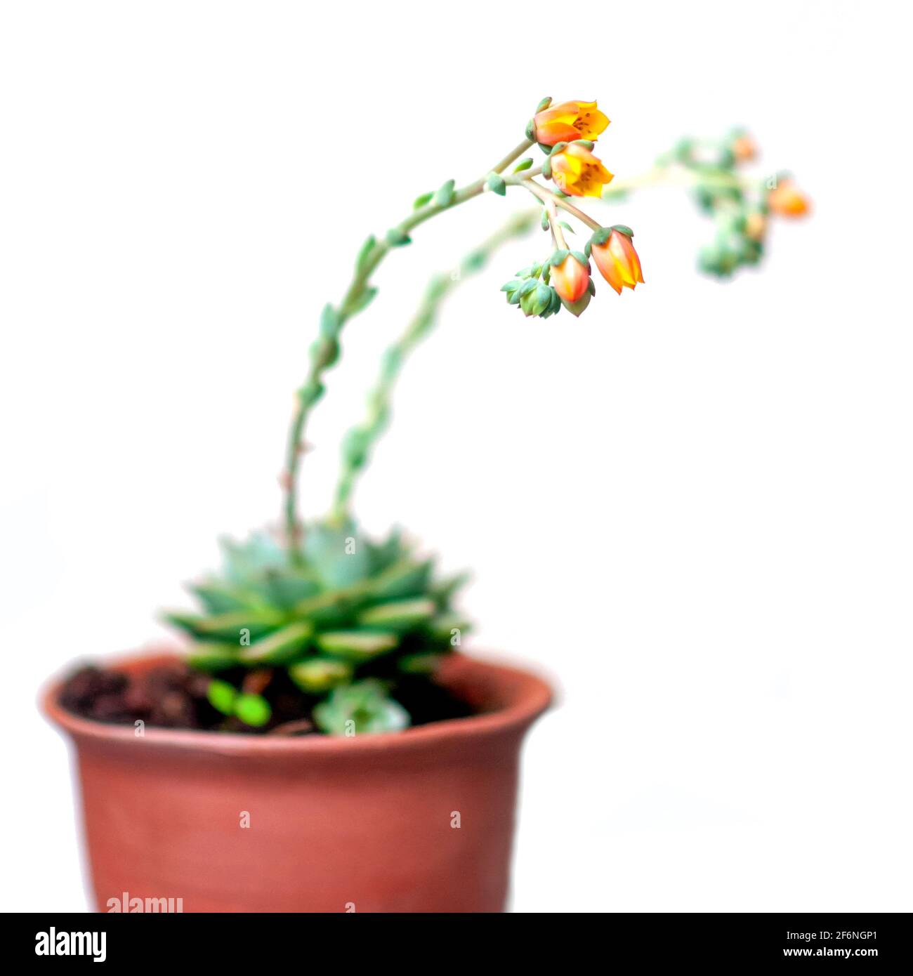Flowering Echeveria (cultivar) succulent plant. Echeveria is a large ...