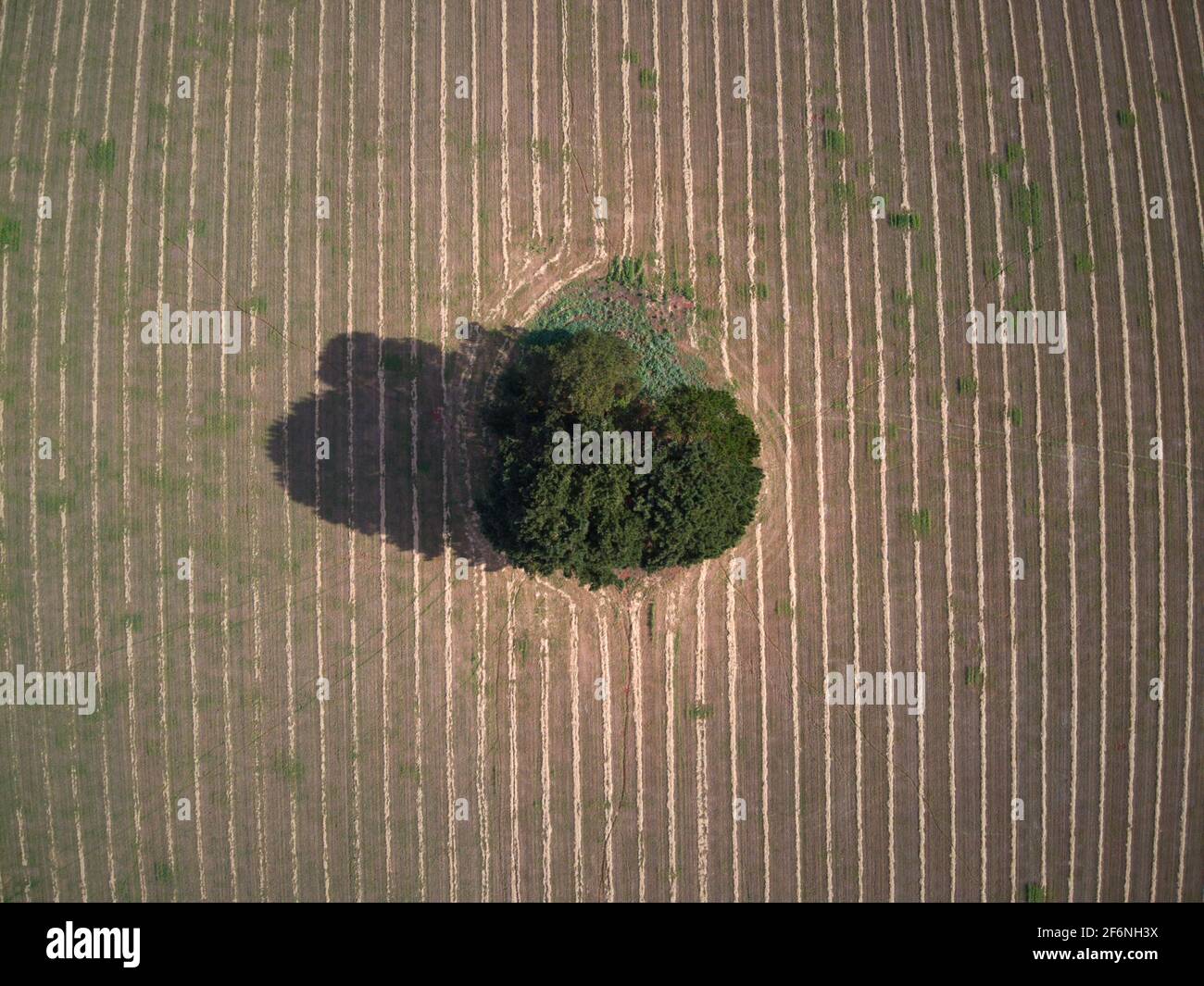 Aerial agriculture land and farming landscape, crop patterns and tracks ...