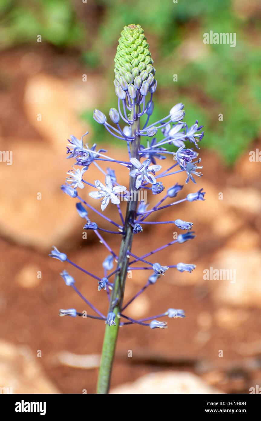 Scilla hyacinthoides (commonly known as Hyacinth Squill) is a geophyte ...