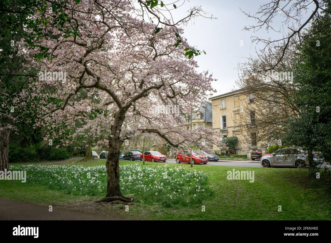 Henrietta Park, Bath. 2nd April 2021 Early Spring blossom has burst ...