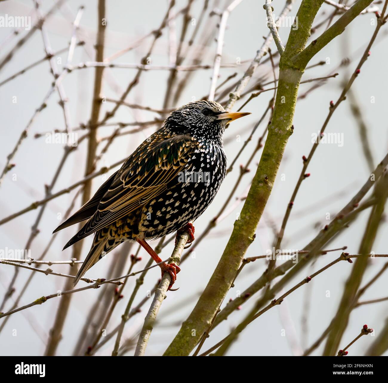 Starling bird hi-res stock photography and images - Alamy