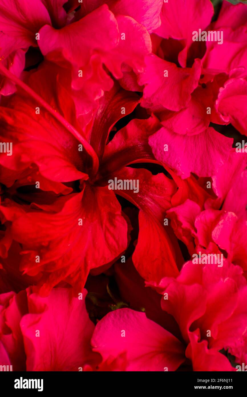 Jaba High Resolution Stock Photography and Images - Alamy