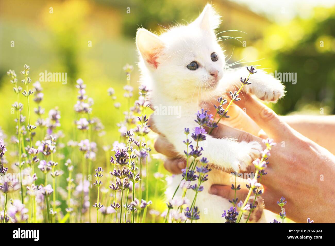 Cat in hands hi-res stock photography and images - Alamy