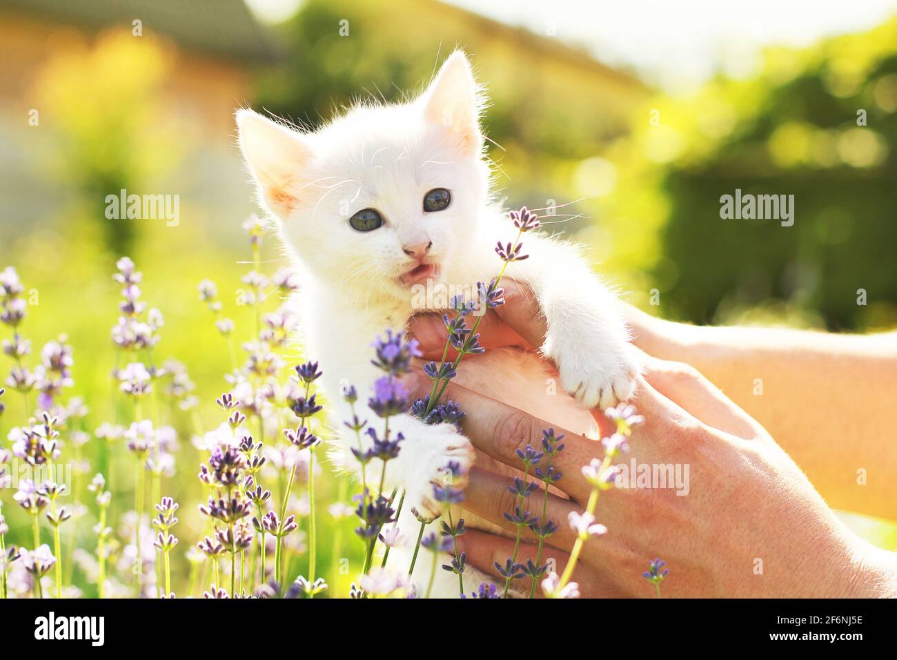 White cat in hands. Cat and flowers. Kitty. A pet. Background Stock ...