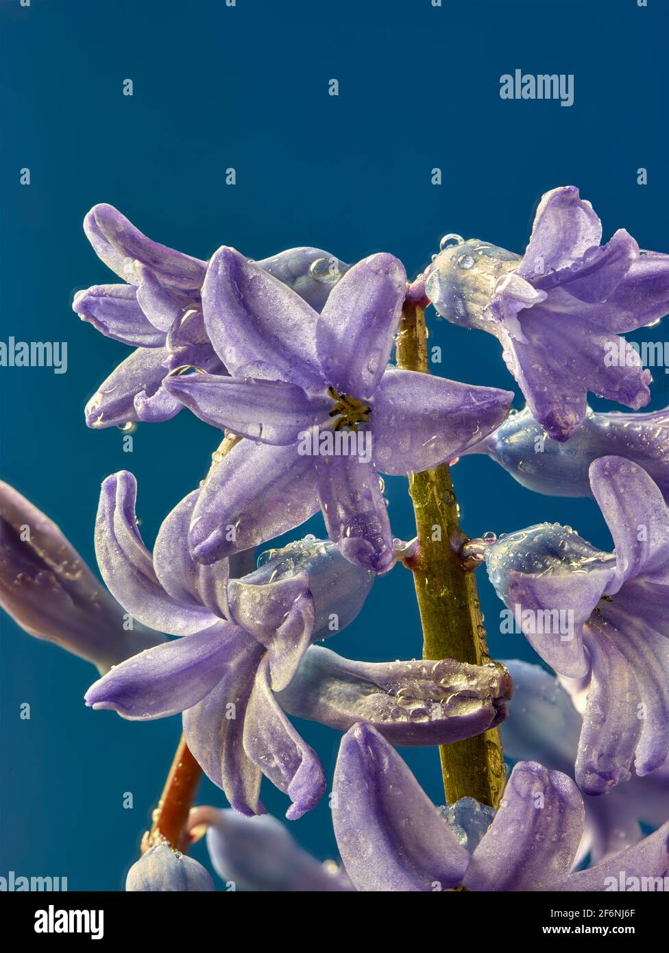 Macro flower portrait photograph of Hyacinth in flower against a ...