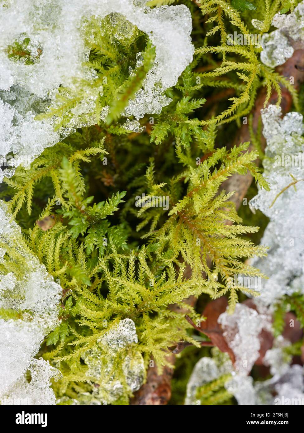 Life cycle of mosses hi-res stock photography and images - Alamy