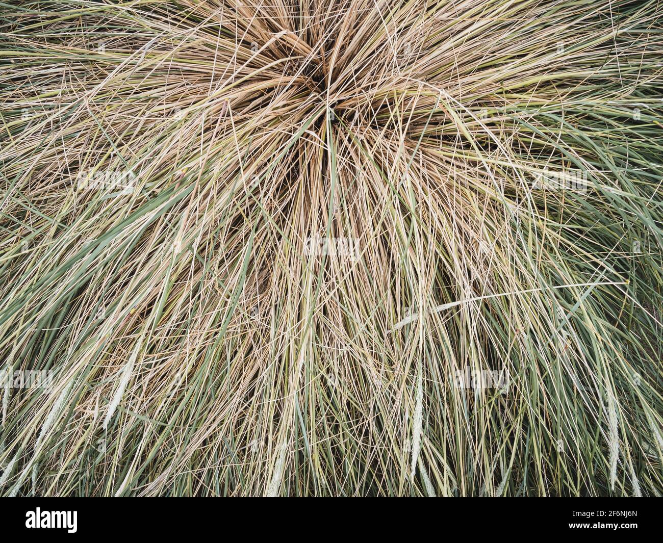 Straw of grass on beach Stock Photo - Alamy