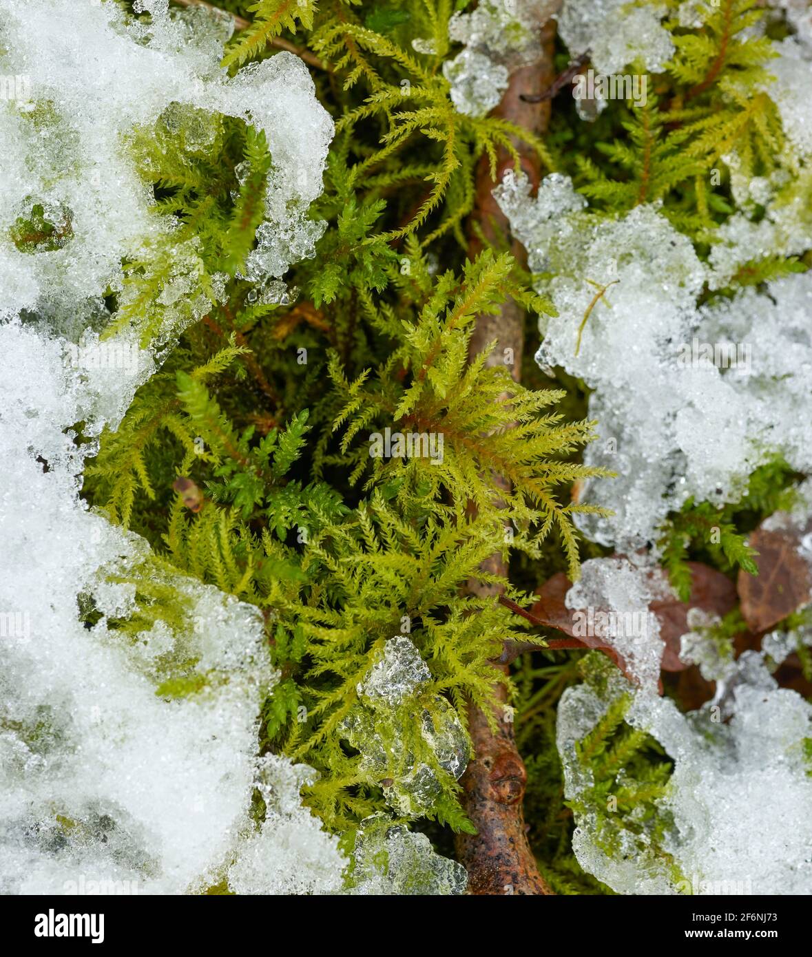 Life cycle of mosses hi-res stock photography and images - Alamy