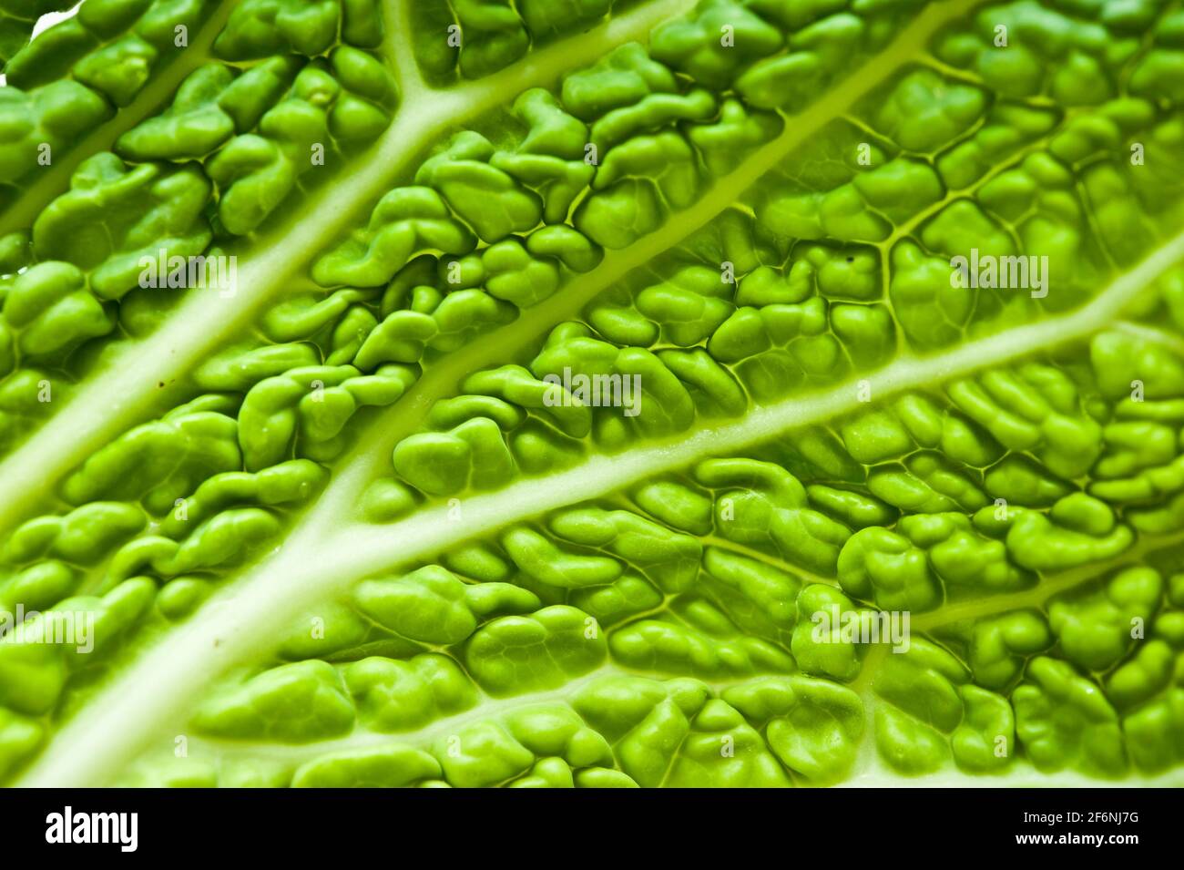 macro detail of a cabbage leaf Stock Photo - Alamy