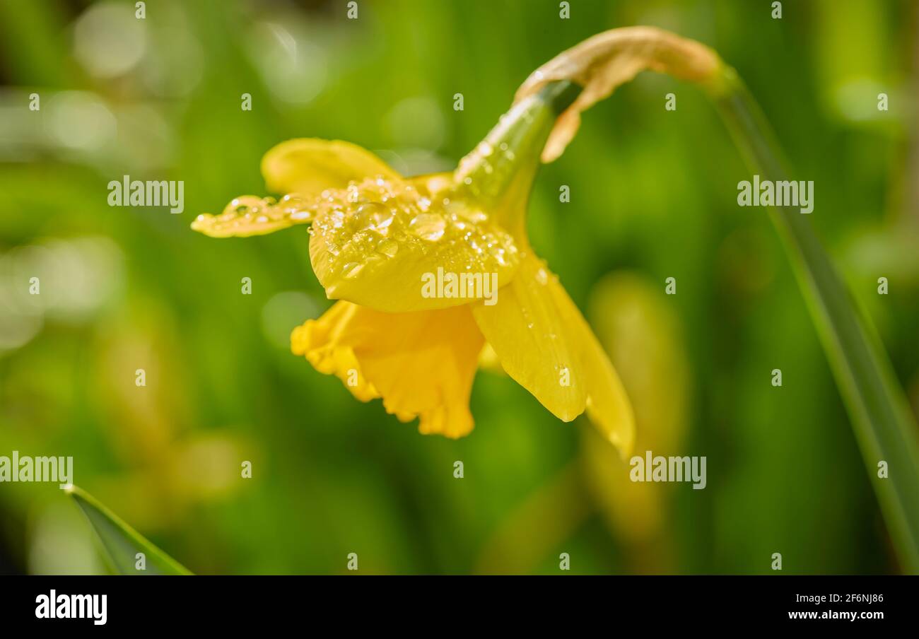 Very close-up of Daffodil bloom, natural beauty plant portrait Stock ...