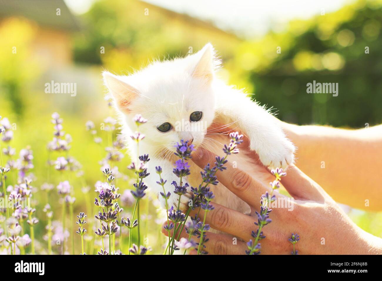 White cat in hands. Cat and flowers. Kitty. A pet. Background Stock ...