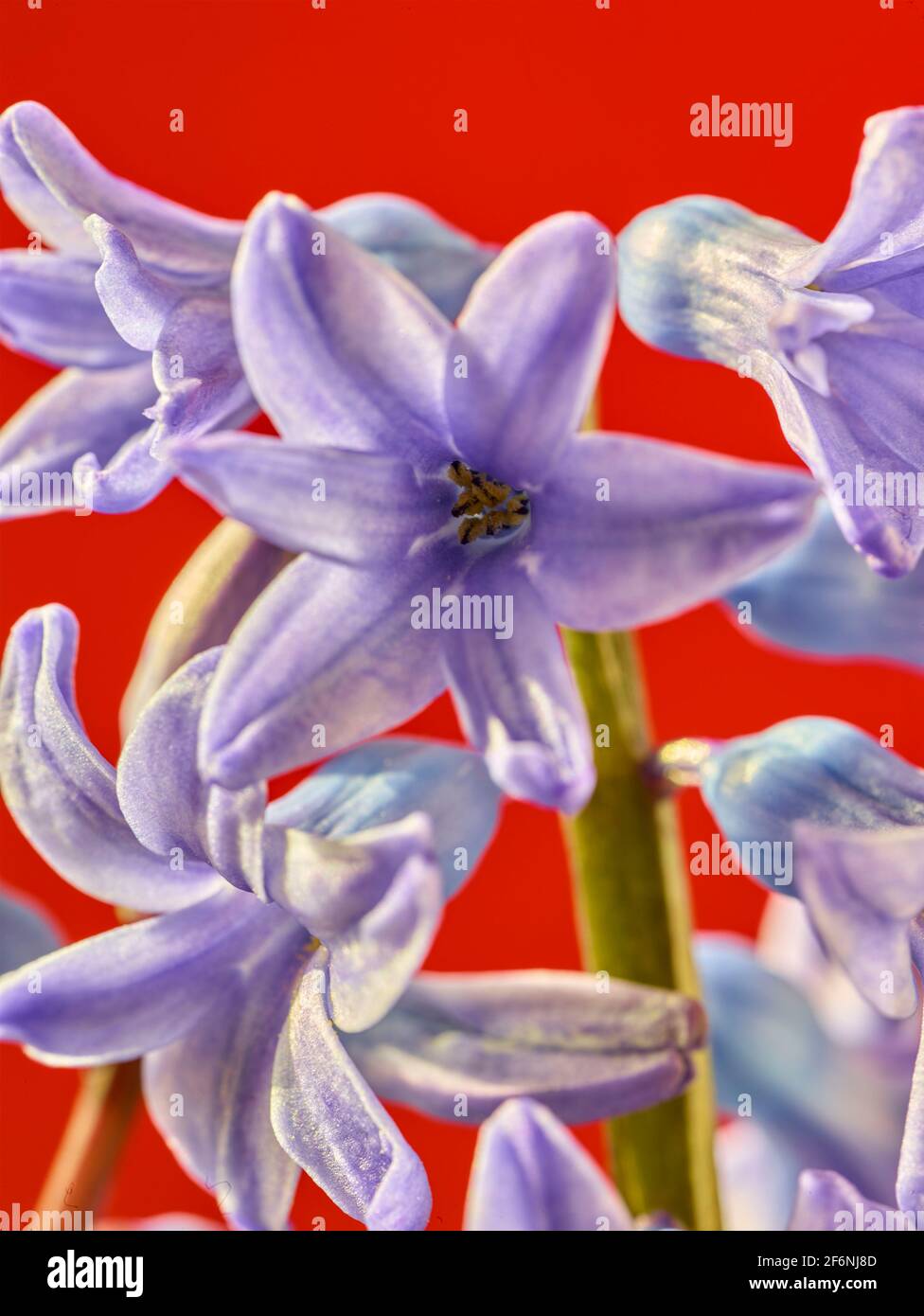 Macro flower portrait photograph of Hyacinth in flower against a ...