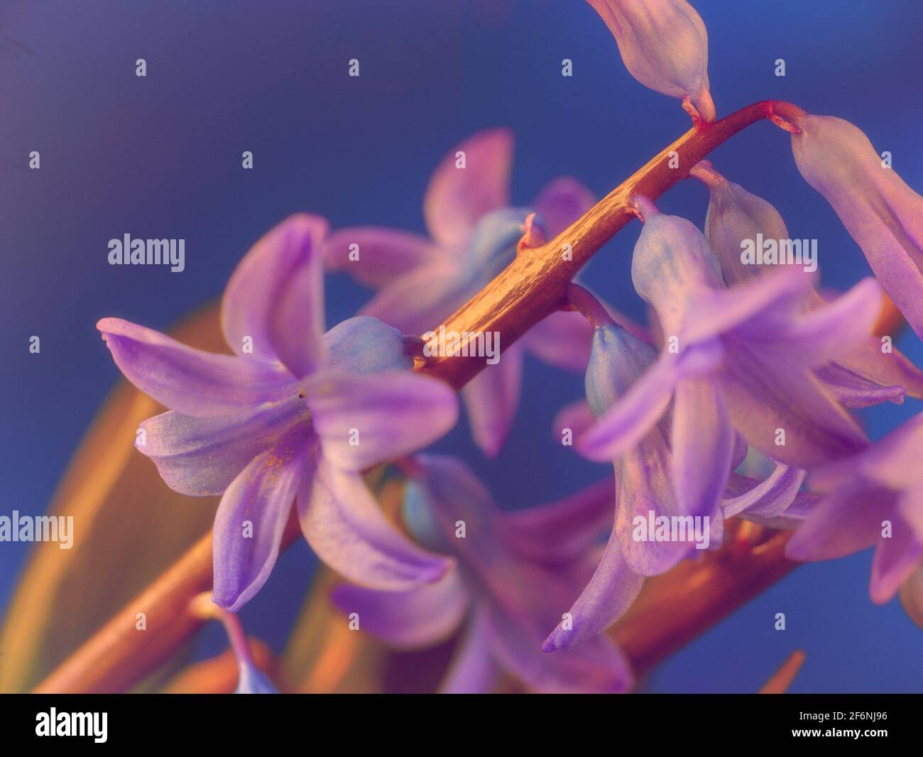 Macro flower portrait photograph of Hyacinth in flower against a ...