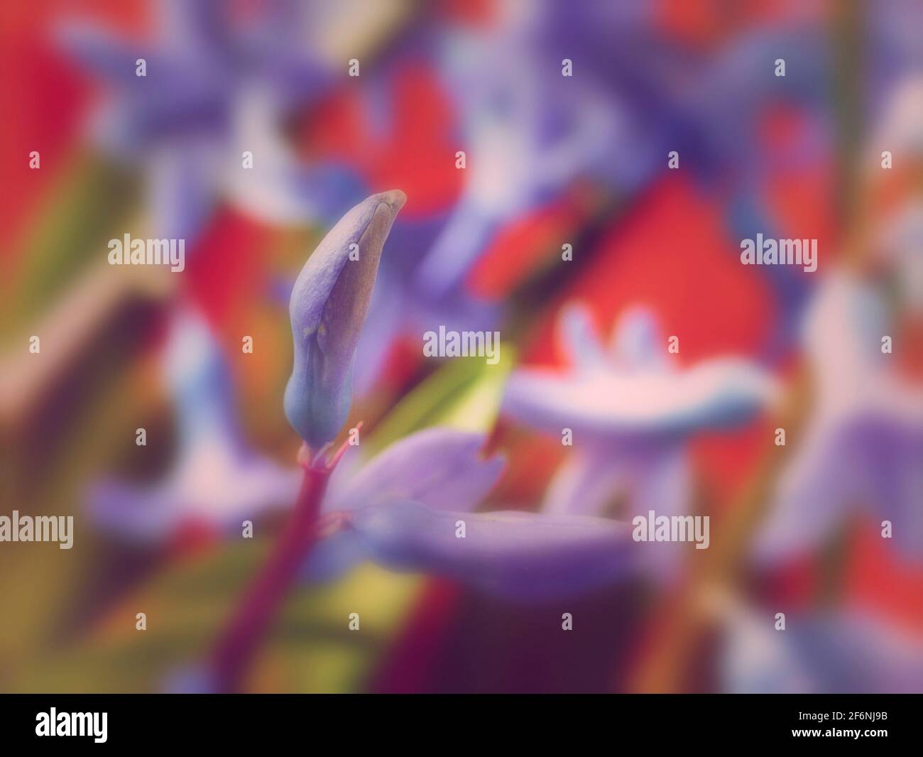 Macro flower portrait photograph of Hyacinth in flower against a ...