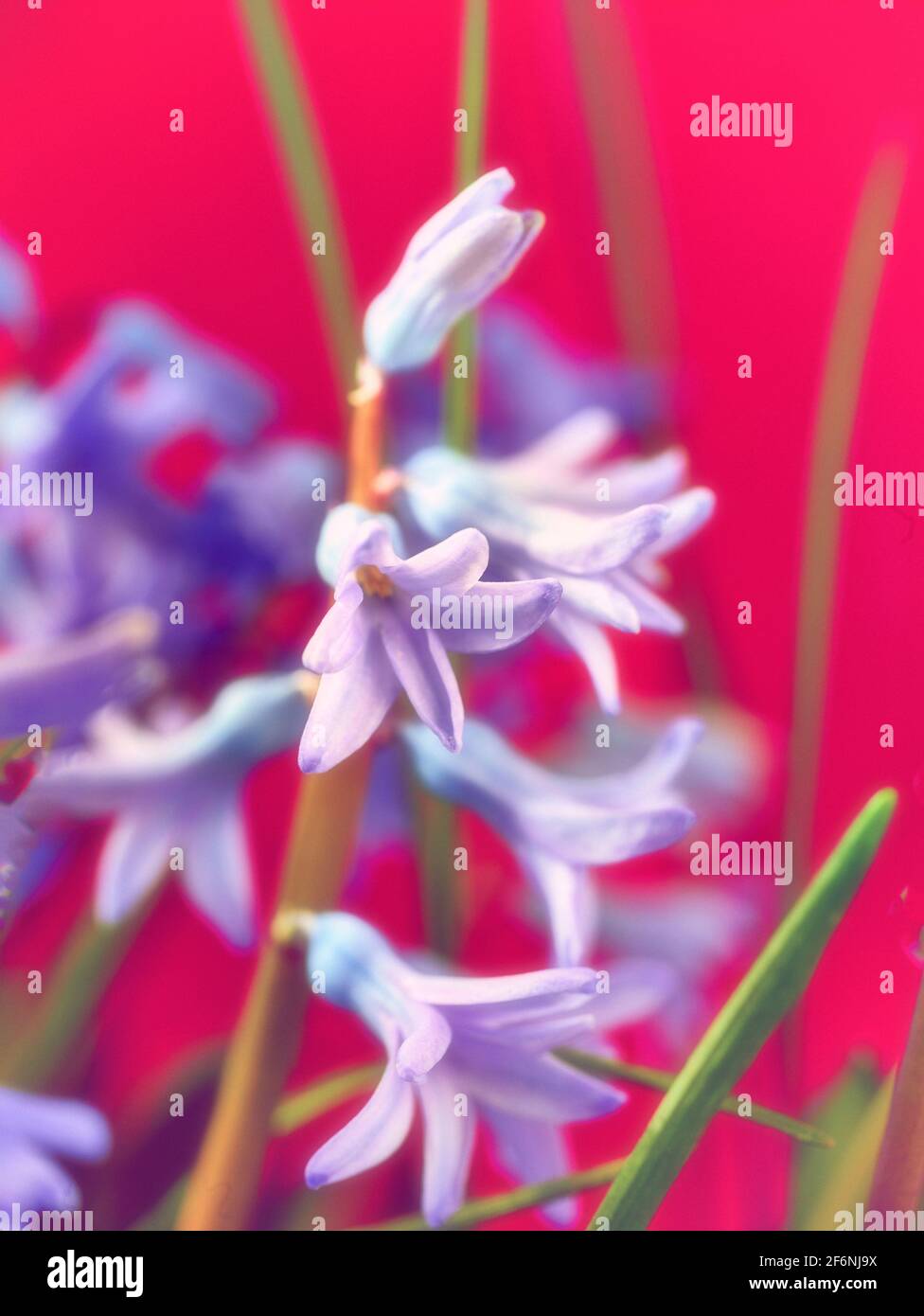 Macro flower portrait photograph of Hyacinth in flower against a ...