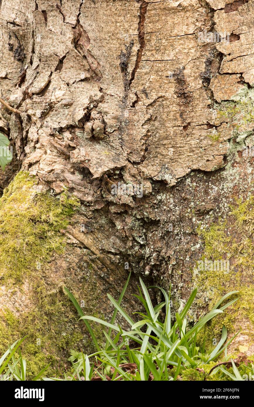 Very close-up and interesting natural patterns and textures on the ...