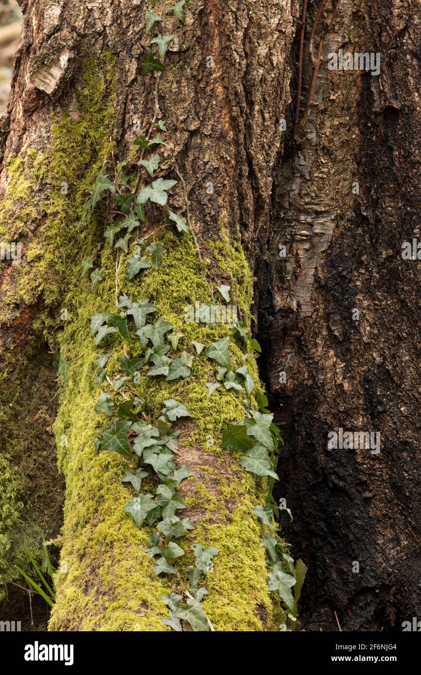 Very close-up and interesting natural patterns and textures on the ...