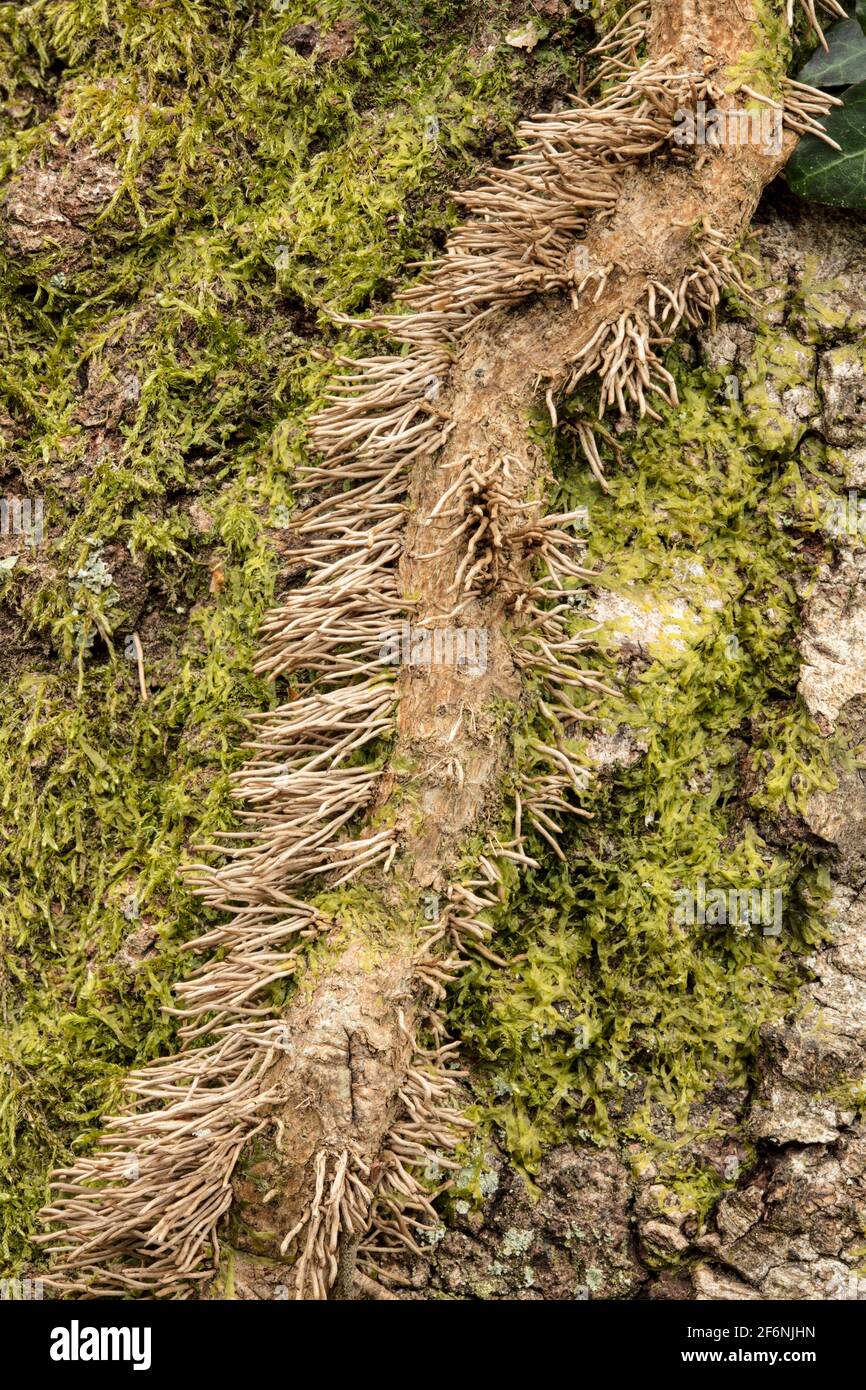 Very close-up and interesting natural patterns and textures on the ...