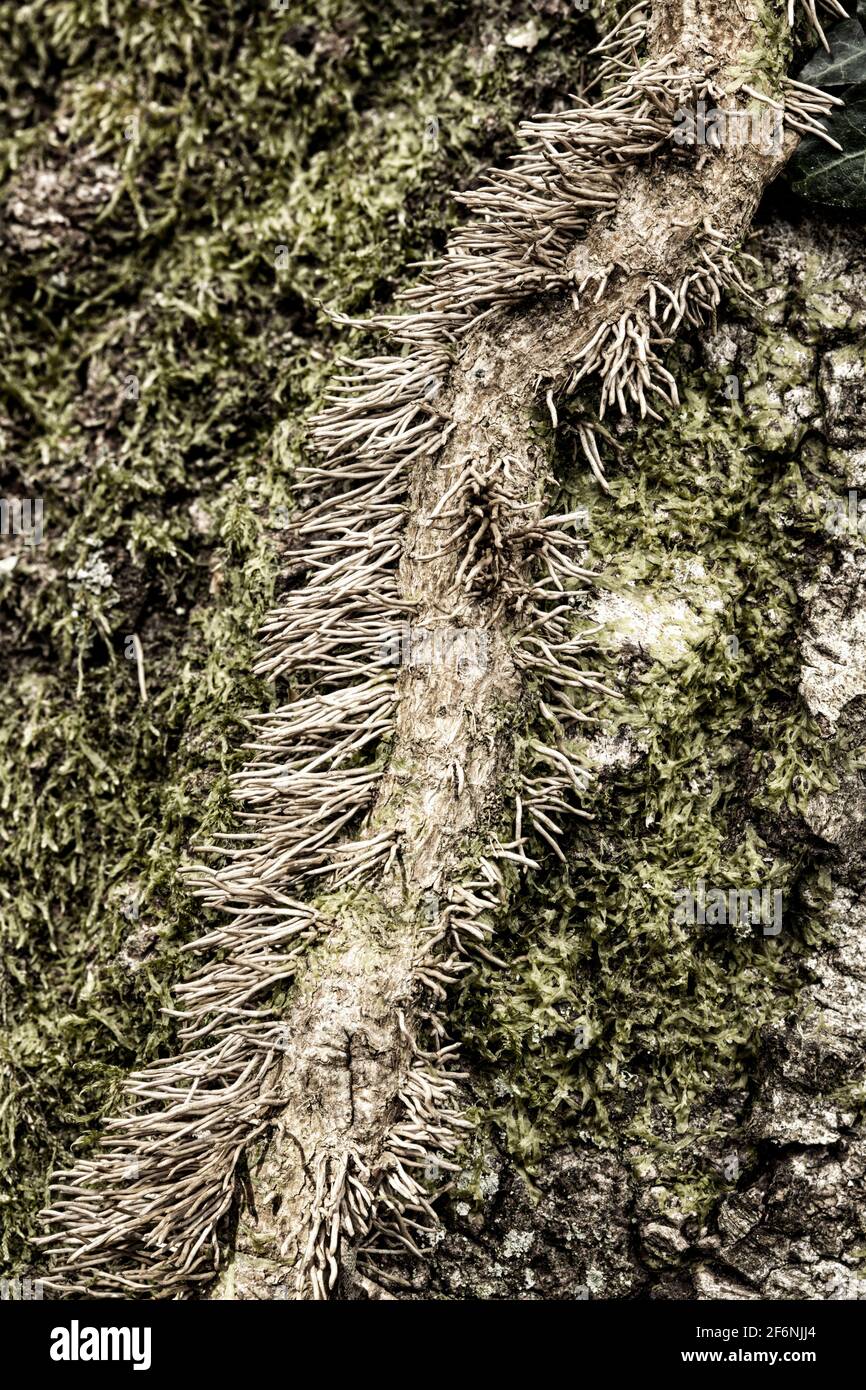 Very close-up and interesting natural patterns and textures on the ...