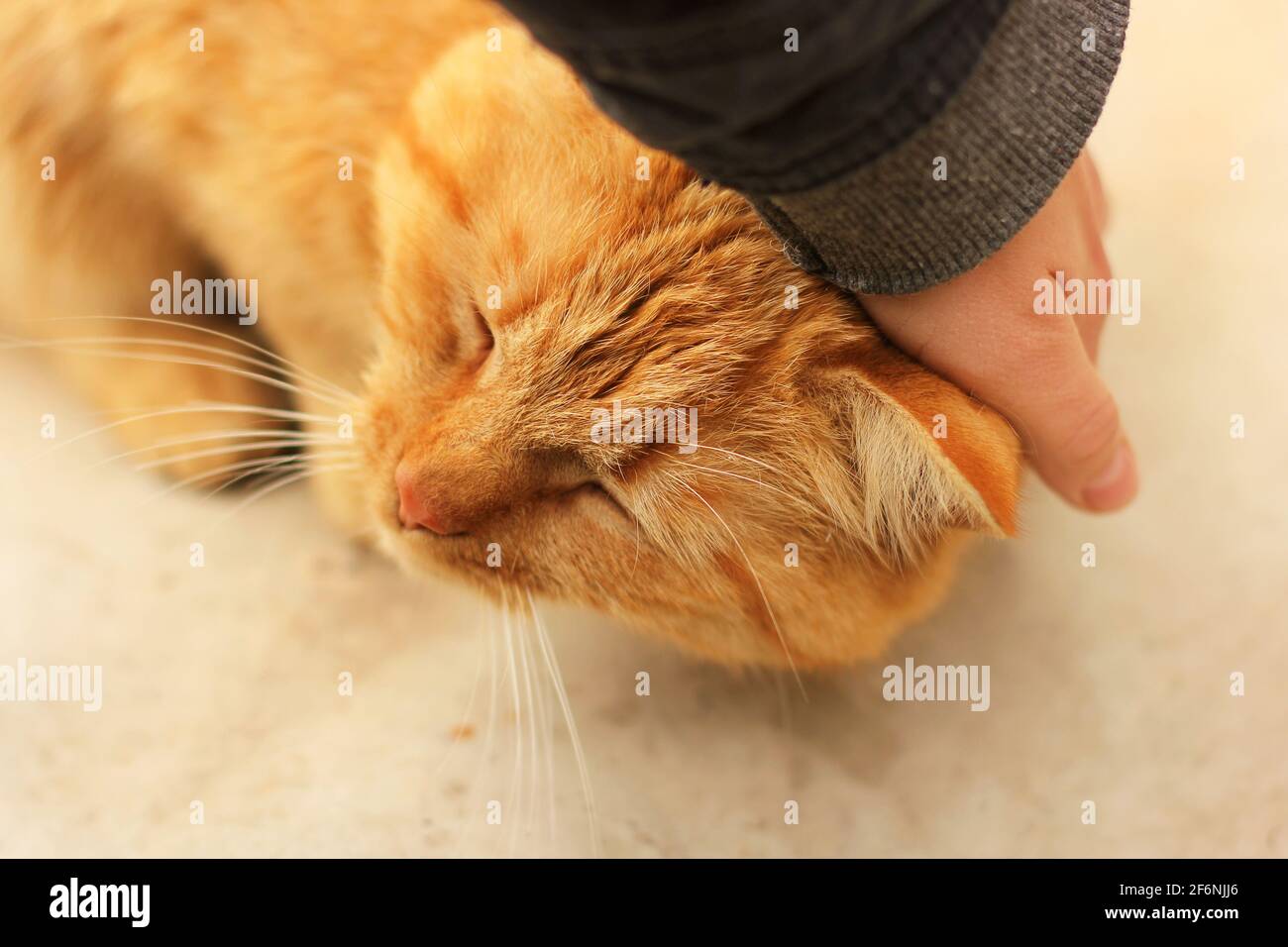 Hand of a cat hi-res stock photography and images - Alamy