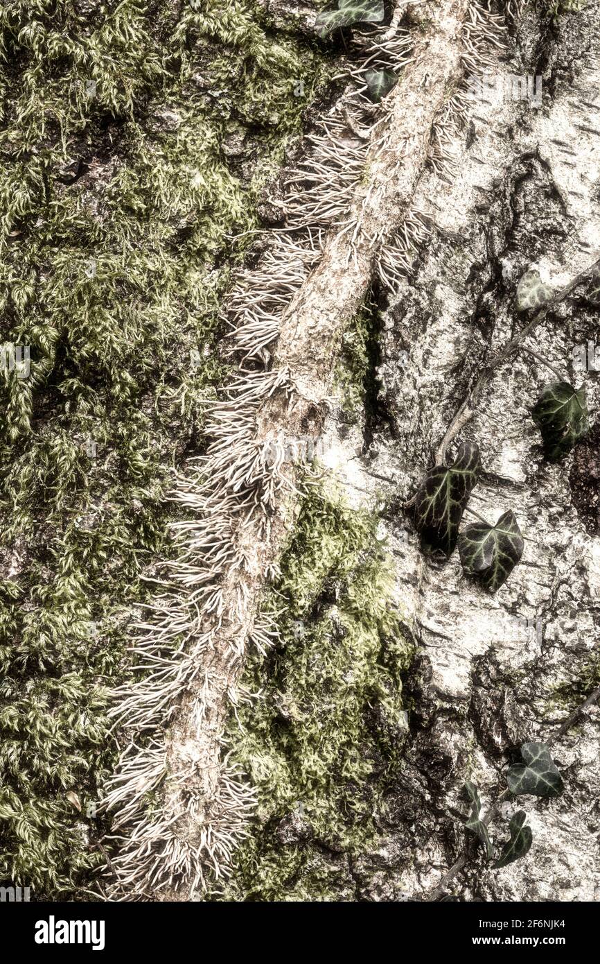 Very close-up and interesting natural patterns and textures on the ...