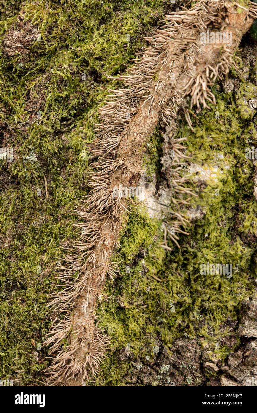 Very close-up and interesting natural patterns and textures on the ...