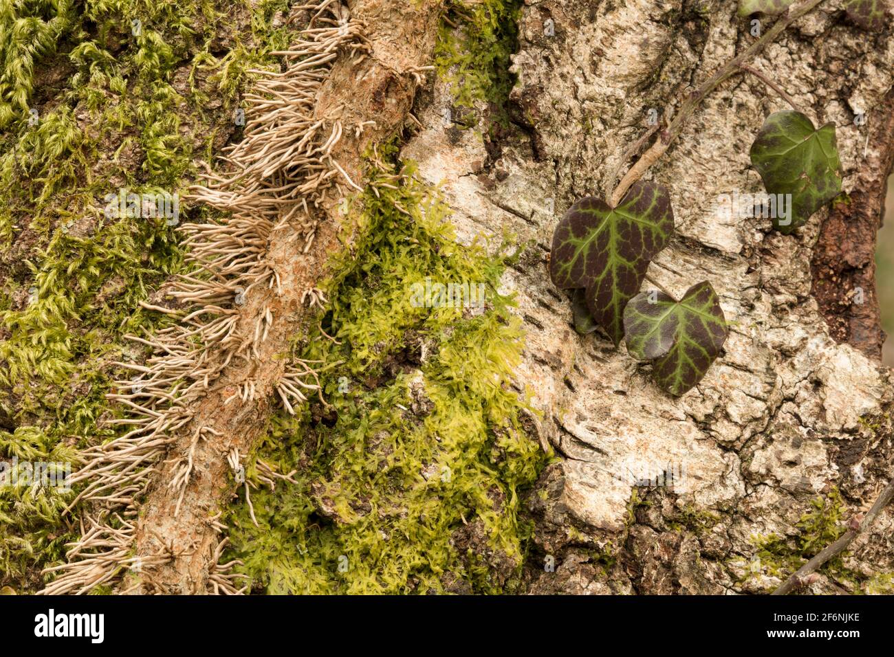 Very close-up and interesting natural patterns and textures on the ...