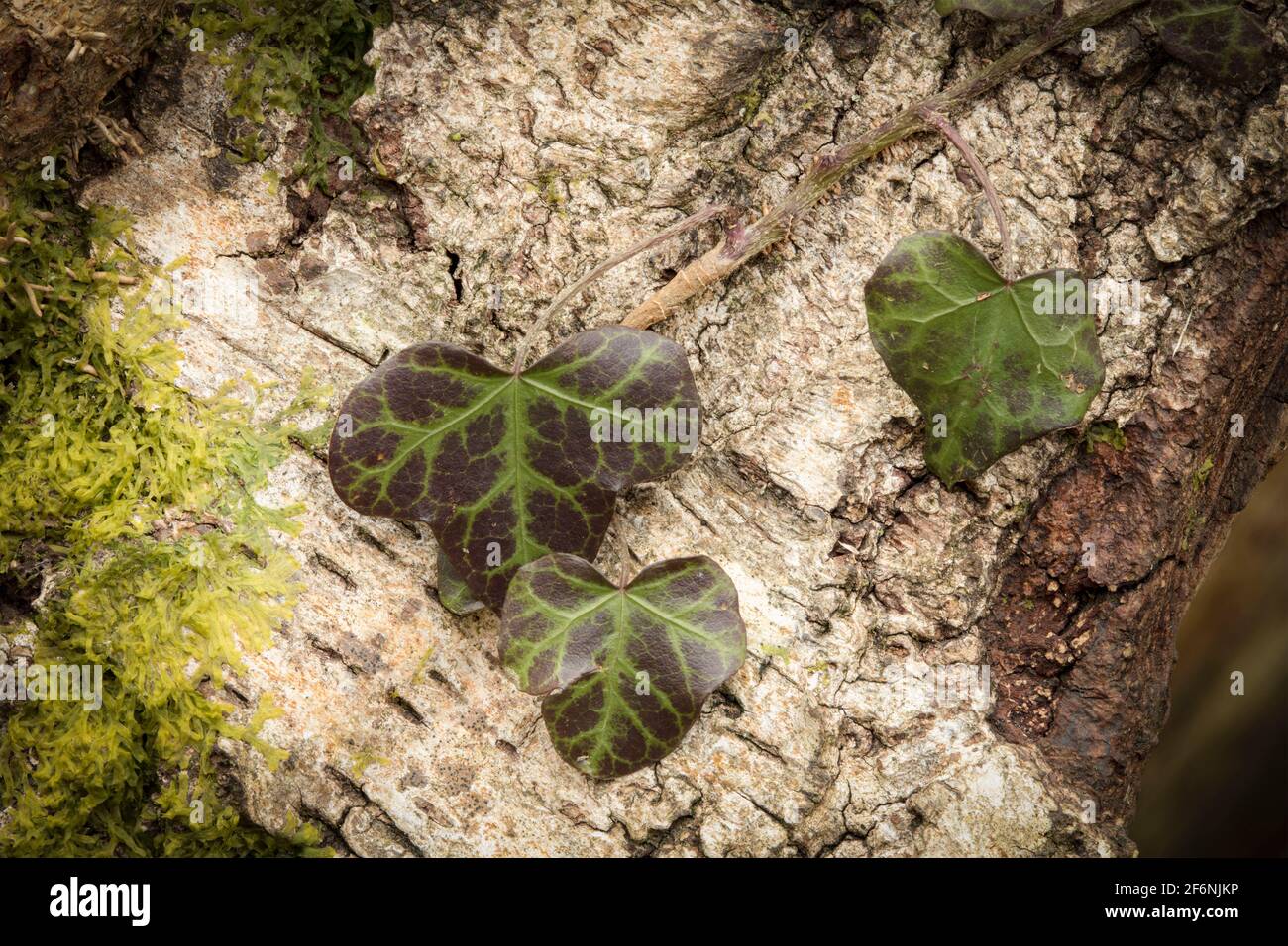 Very close-up and interesting natural patterns and textures on the ...