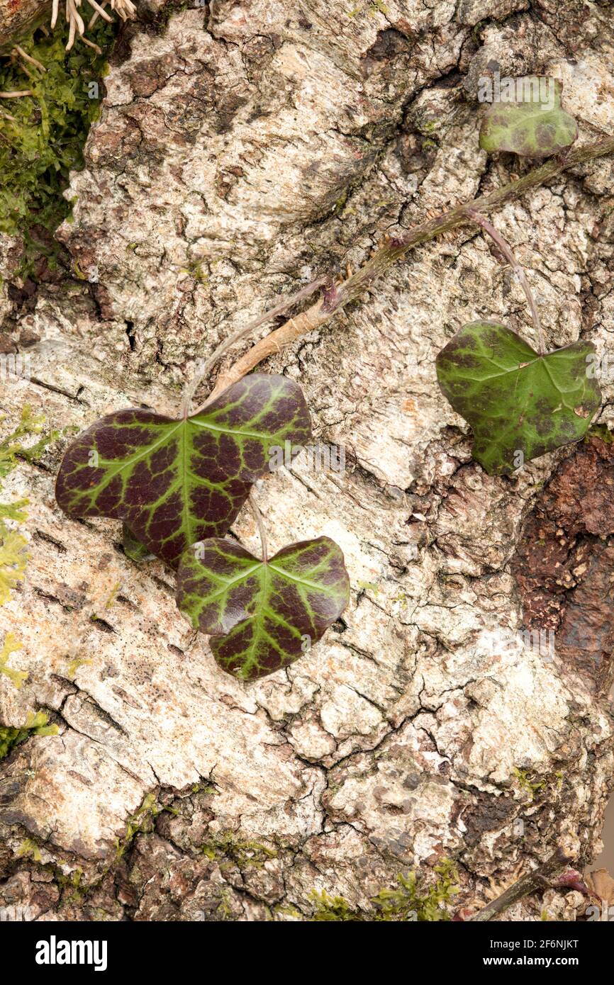 Very close-up and interesting natural patterns and textures on the ...