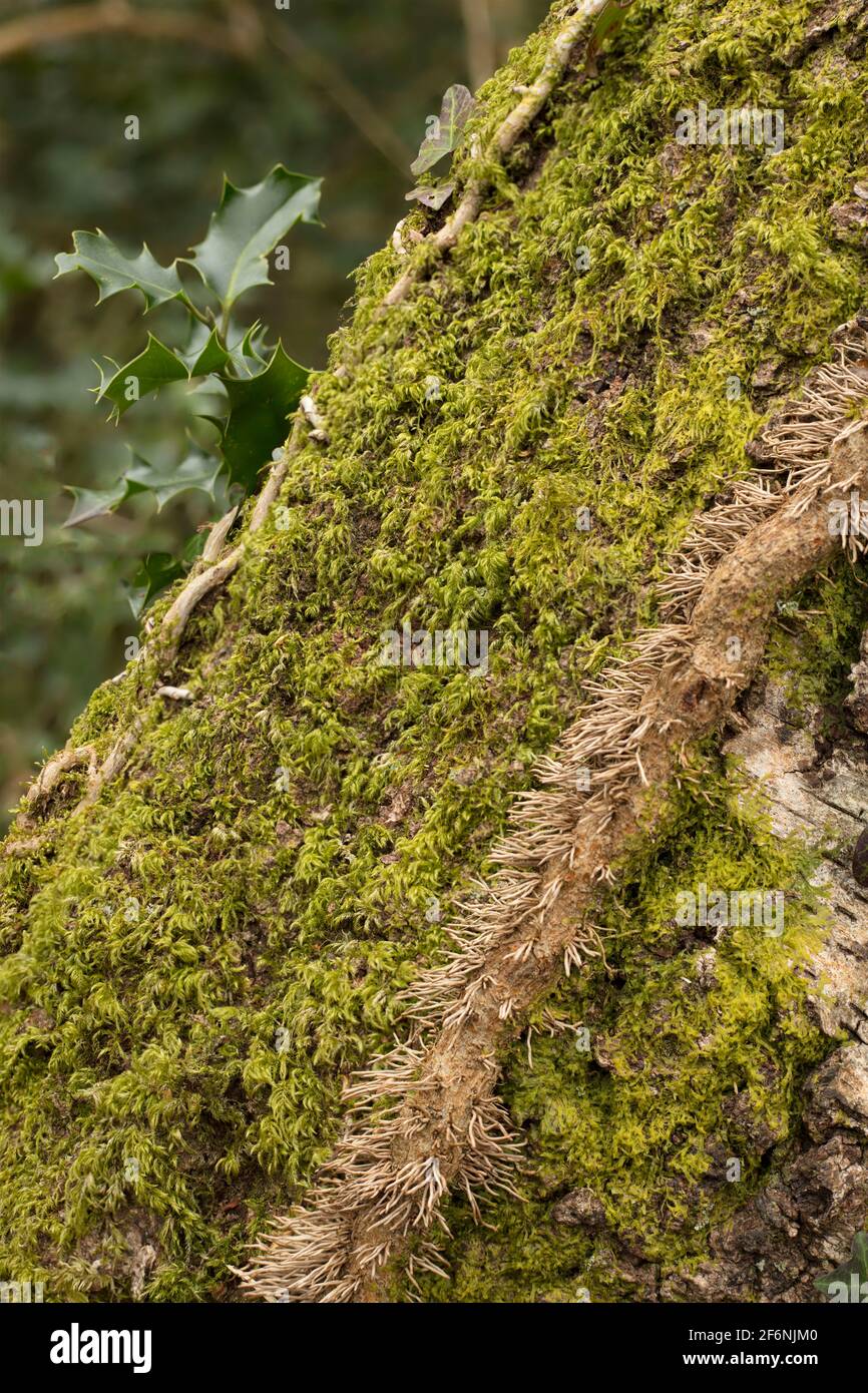 Very close-up and interesting natural patterns and textures on the ...