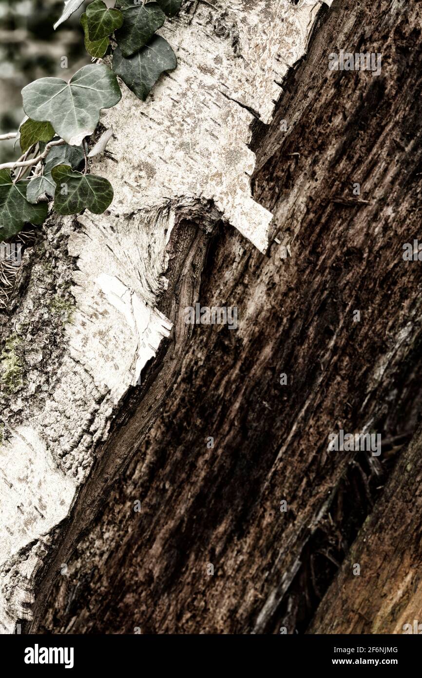 Very close-up and interesting natural patterns and textures on the ...