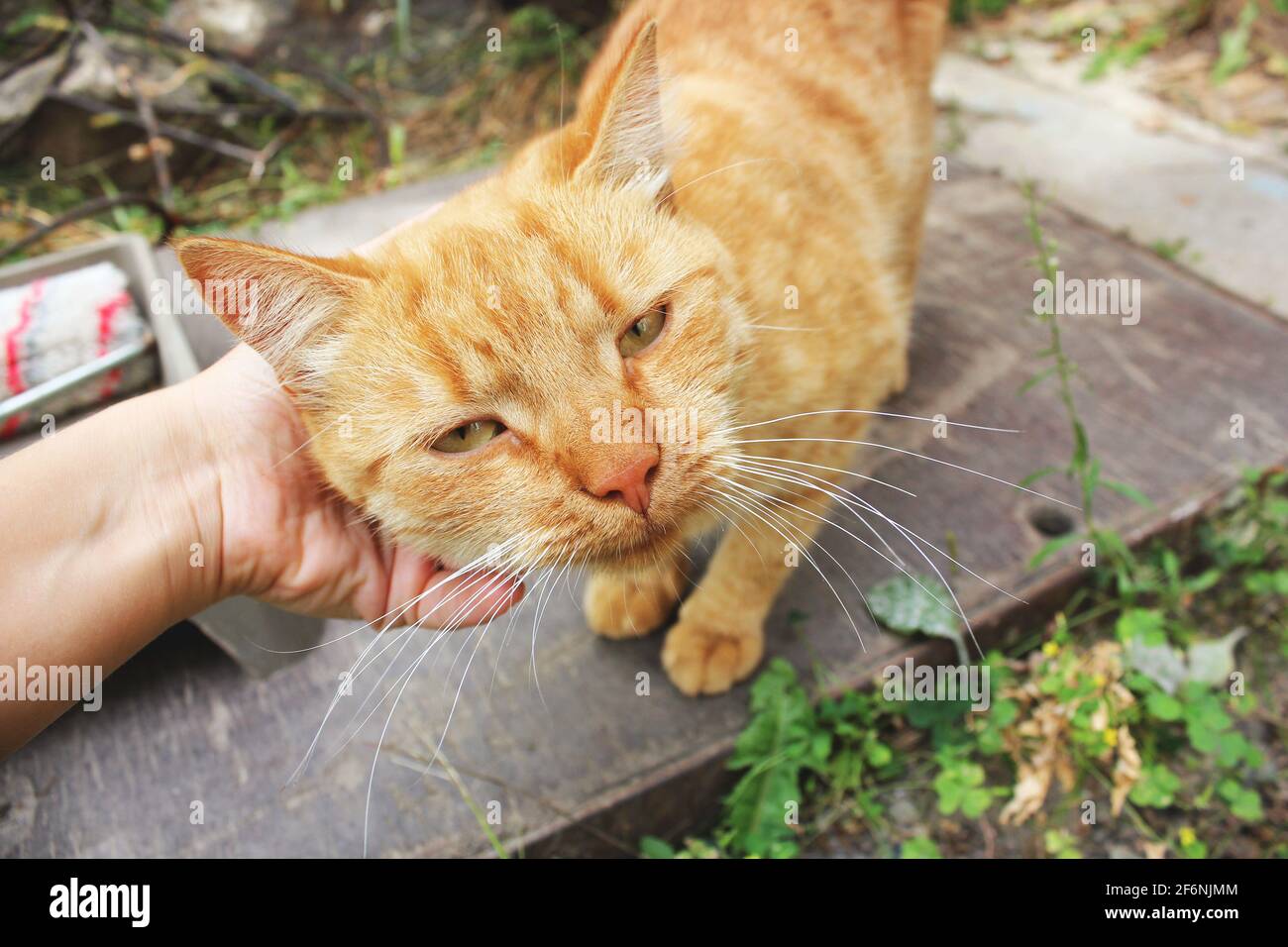 Hand of a cat hi-res stock photography and images - Alamy