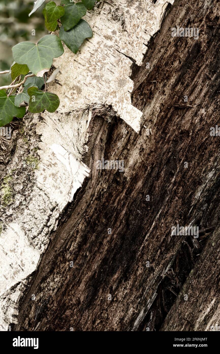 Very close-up and interesting natural patterns and textures on the ...