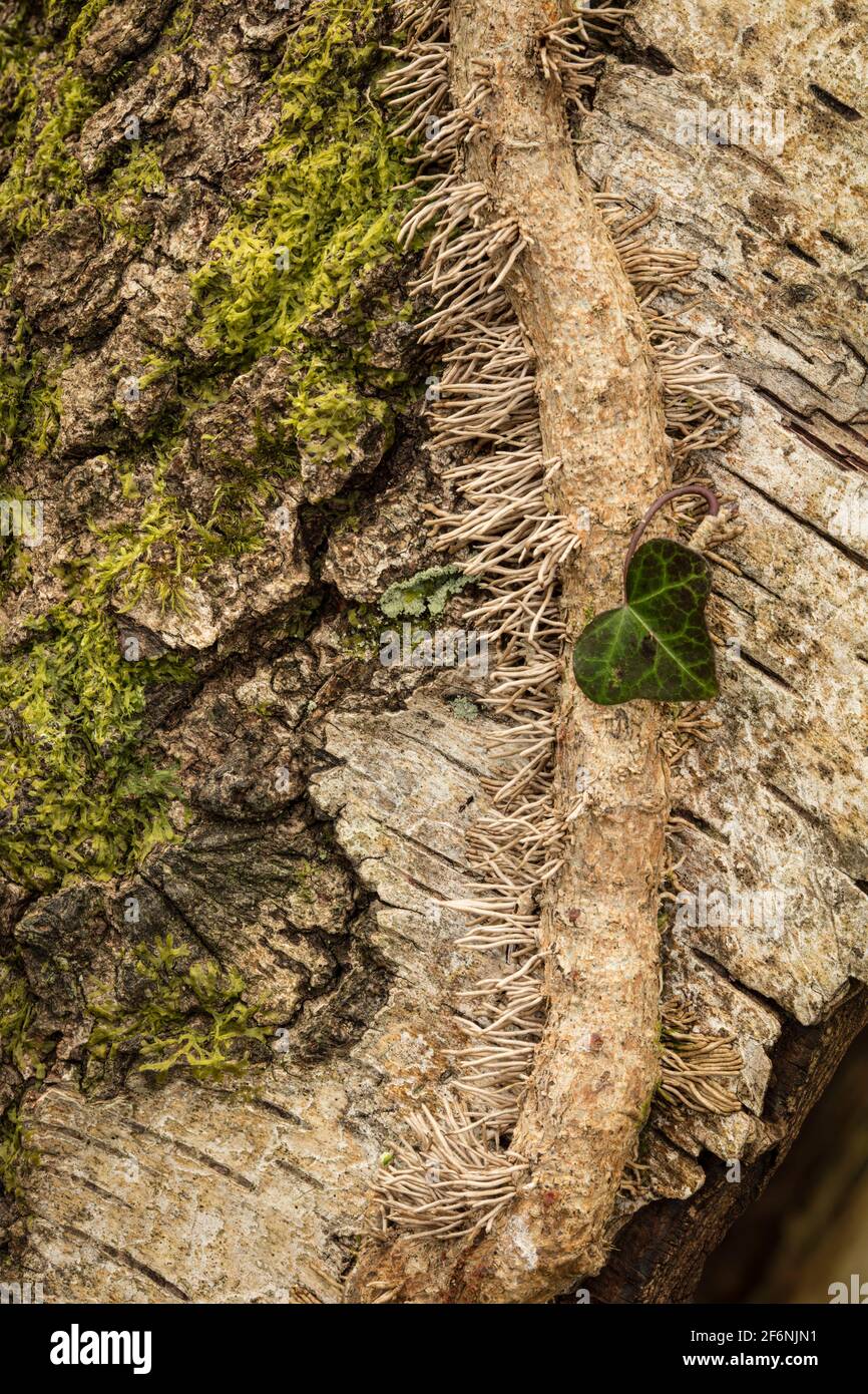 Very close-up and interesting natural patterns and textures on the ...
