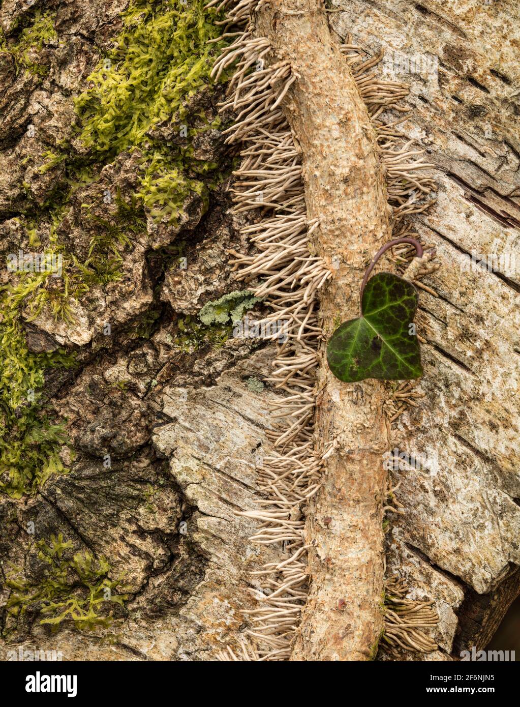 Very close-up and interesting natural patterns and textures on the ...